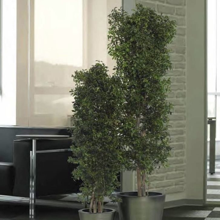Plante ornementale stabilisée - PITOSPORUM - LinfaDecor - ficus / de ...