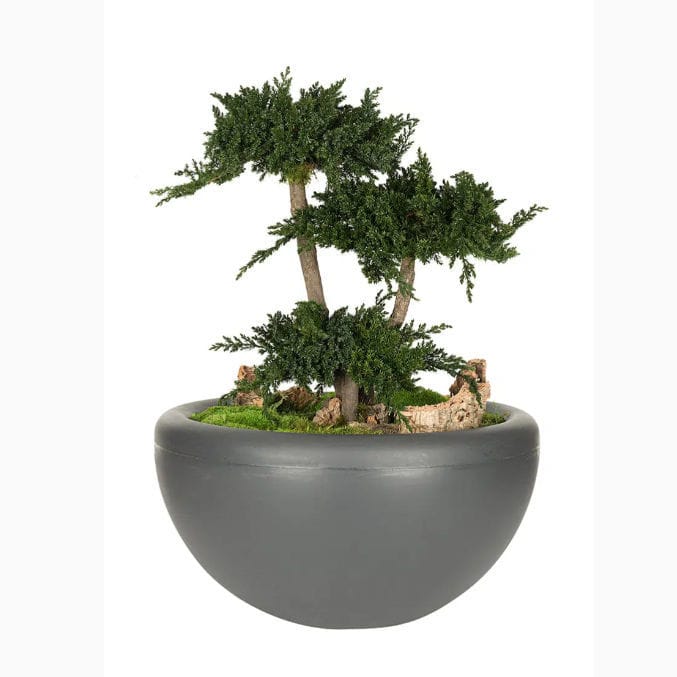 Plante ornementale stabilisée - JUNIPERUS - LinfaDecor - bonsaï / de ...