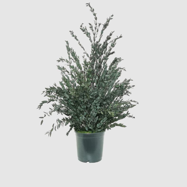 Plante ornementale stabilisée - PARVIFOLIA 70 - naturall green ...
