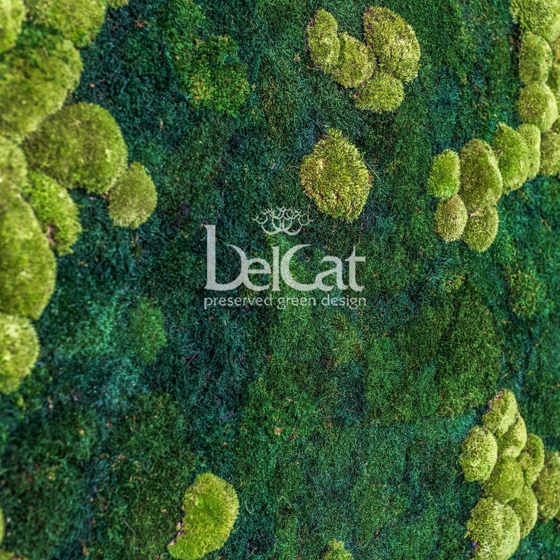 Mur végétal stabilisé - PUREMOSS - Belcat Bt. - sur mesure / naturel ...