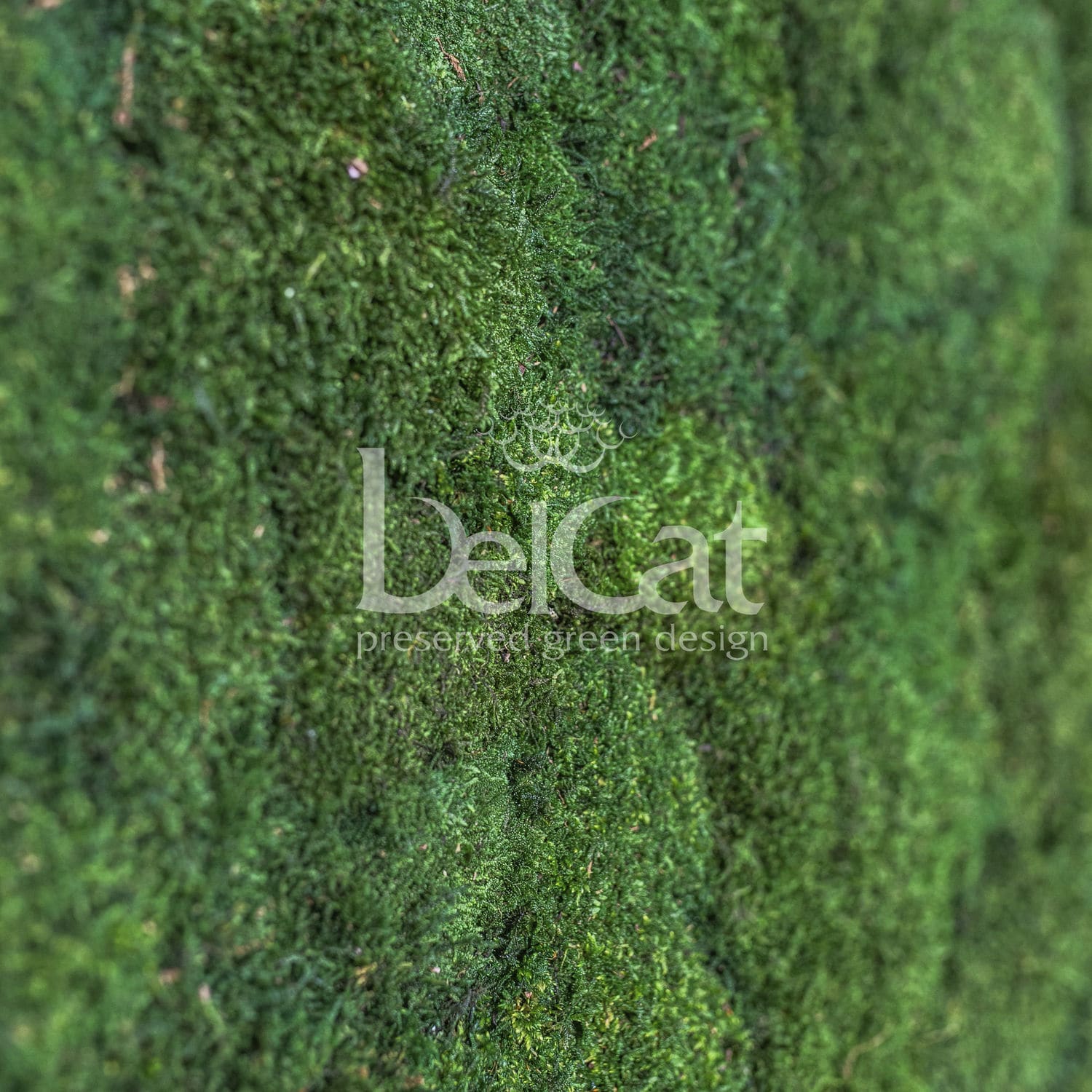 Mur végétal stabilisé - FLAT MOSS - Belcat Bt. - sur mesure / en mousse ...