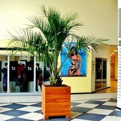 Plante ornementale d'intérieur - MUNICH - Botanic International