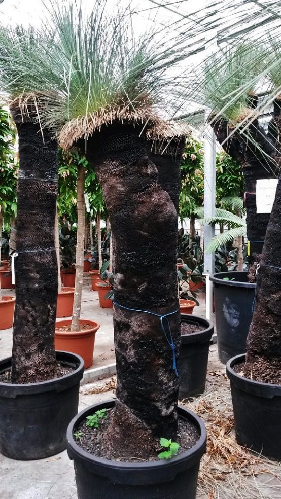 Plante ornementale de taille moyenne - XANTHORRHOEA - Botanic International