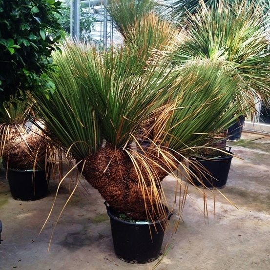 Plante ornementale de taille moyenne - DASYLIRION - Botanic ...