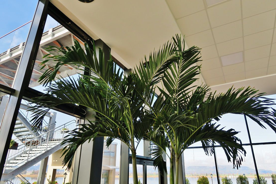 Plante ornementale palmiers - VEITCHIA MERRILLII - Botanic ...